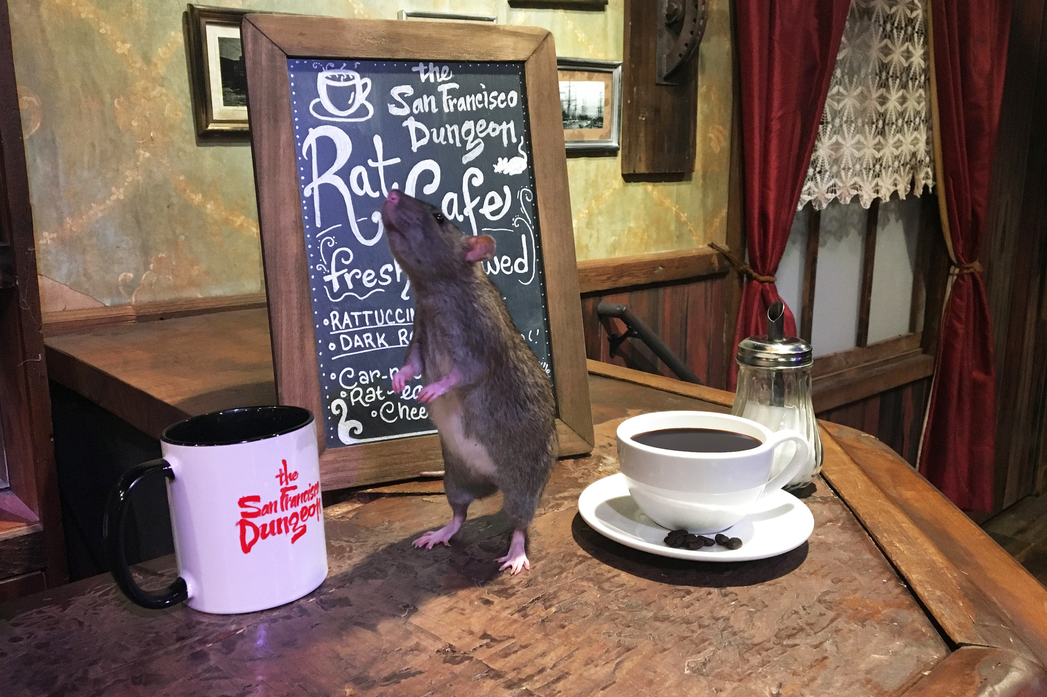 San Francisco: Rat Cafe Available This Summer For $50 | Money